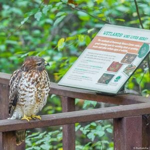 Third Grade Field Trip | Dunwoody Nature Center in Atlanta
